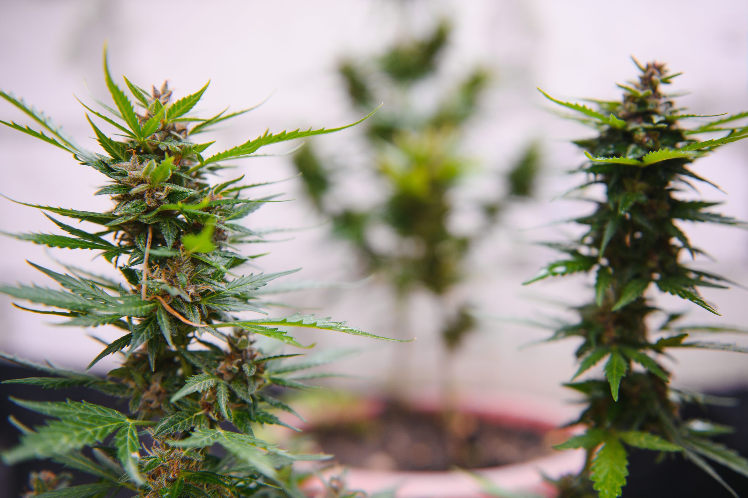 Top 10 Easy-to-Grow Cannabis Strains for Beginners