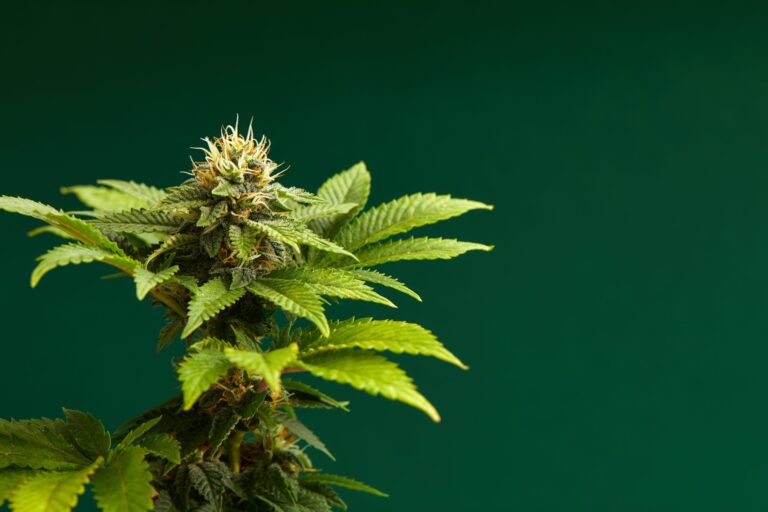 Top 10 Highest Yielding Cannabis Strains of 2025