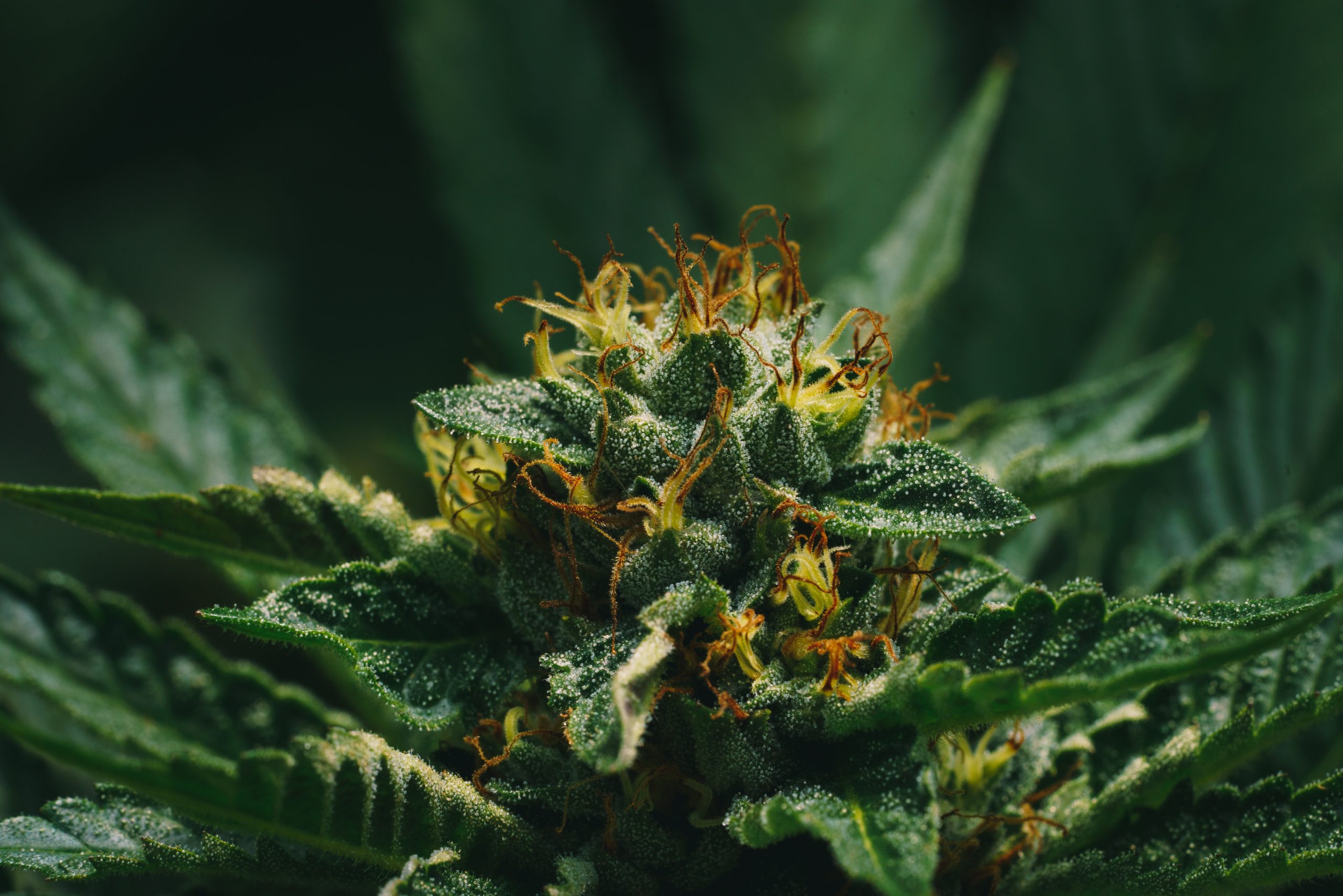 Best Runtz Cannabis Strains to Try in 2025: Guide