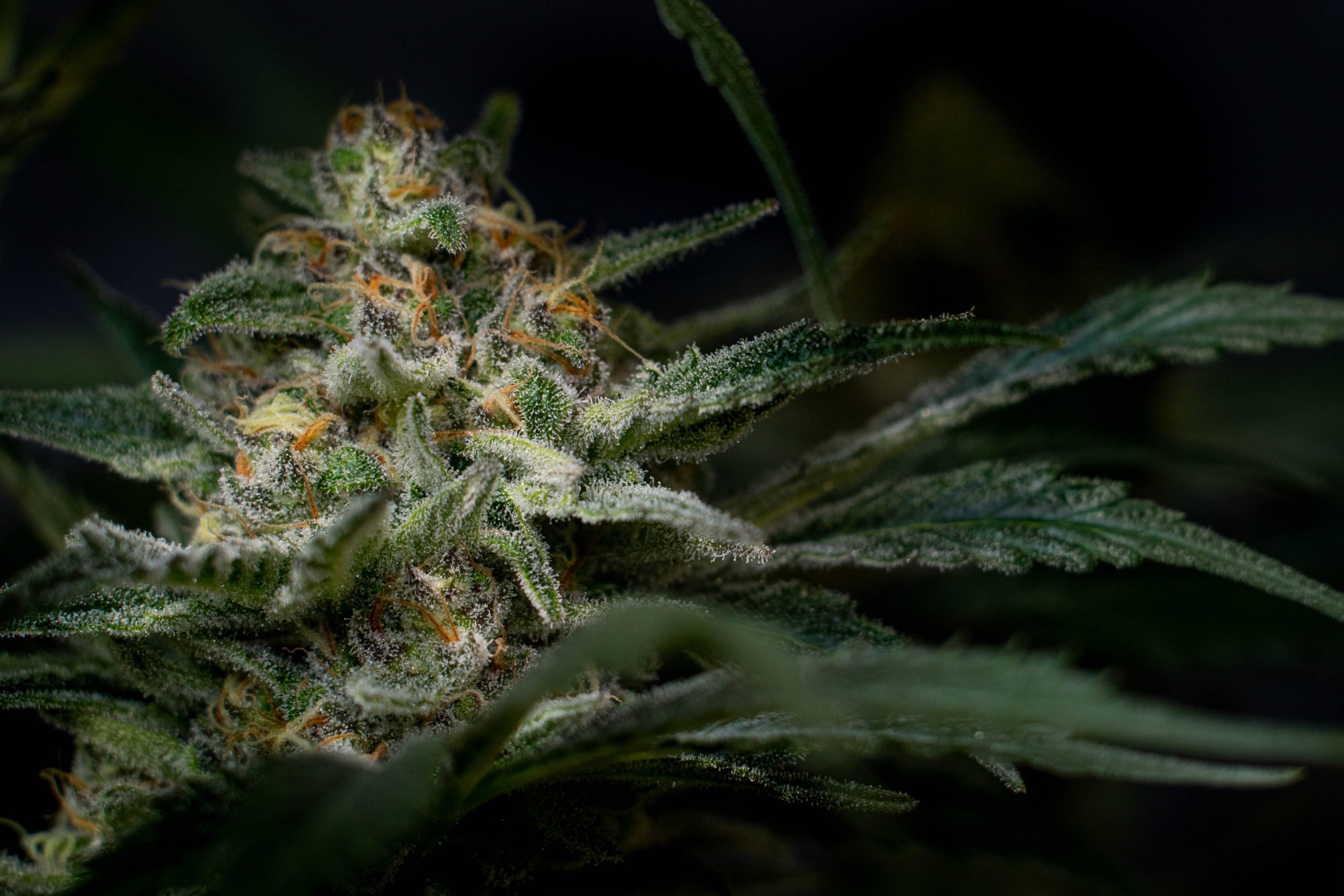 Top 10 White Widow Hybrid Strains: 2025 Reviews