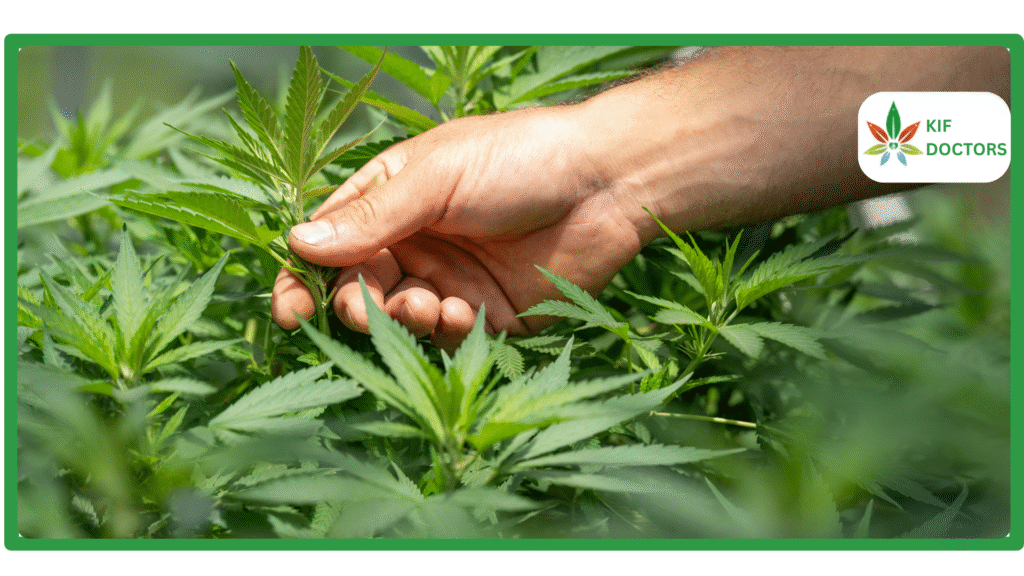 Best Cannabis Strains in Michigan: 2025 Top Picks